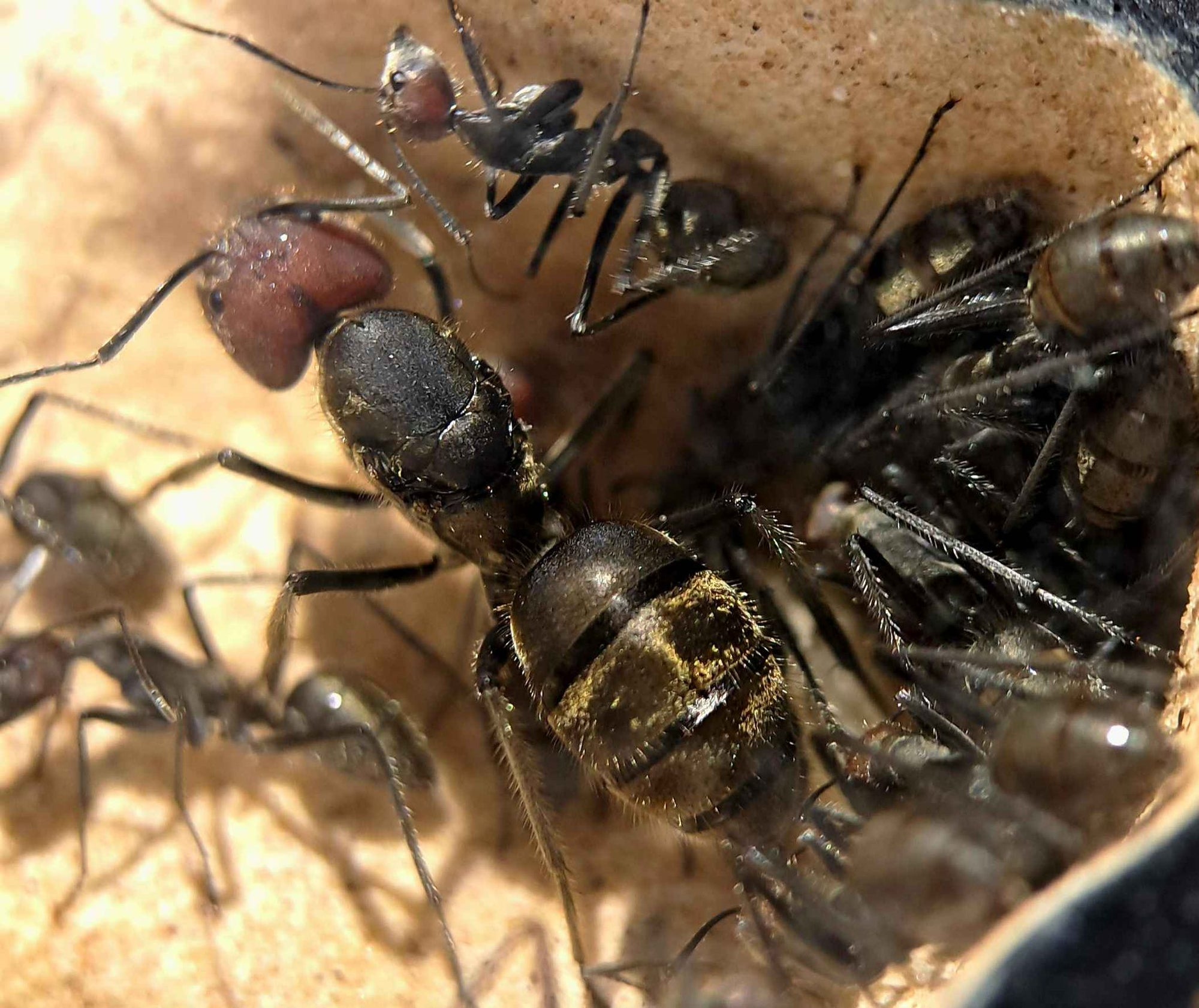 Antmerchant