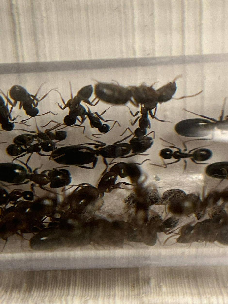 Ants