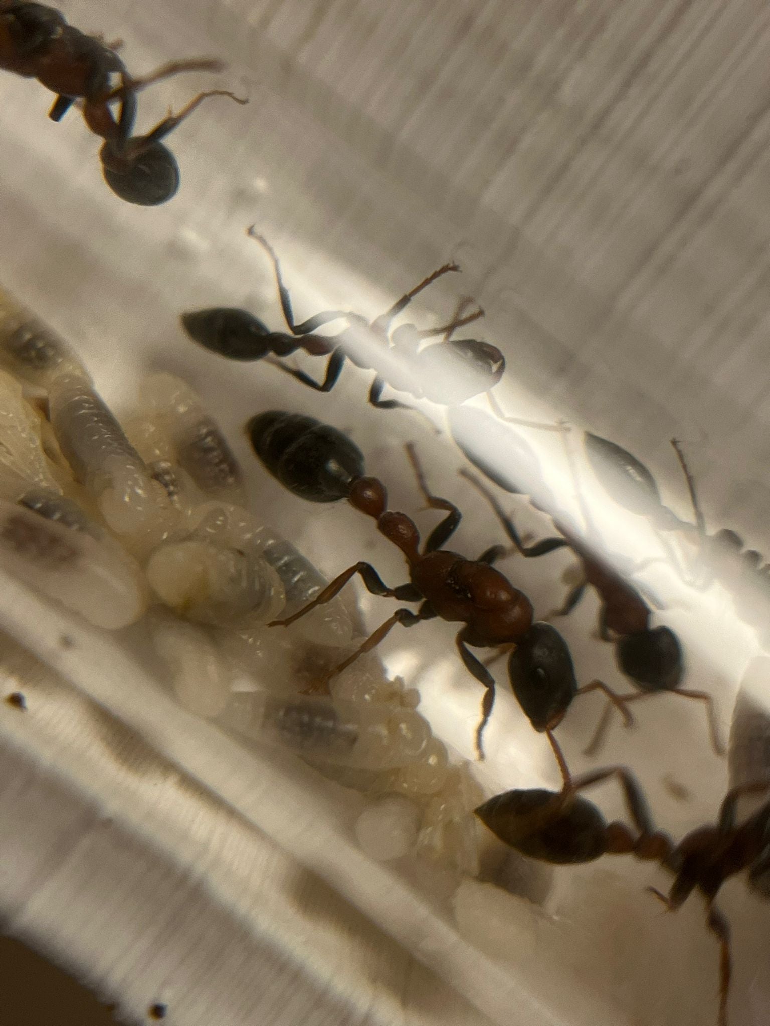 Antmerchant