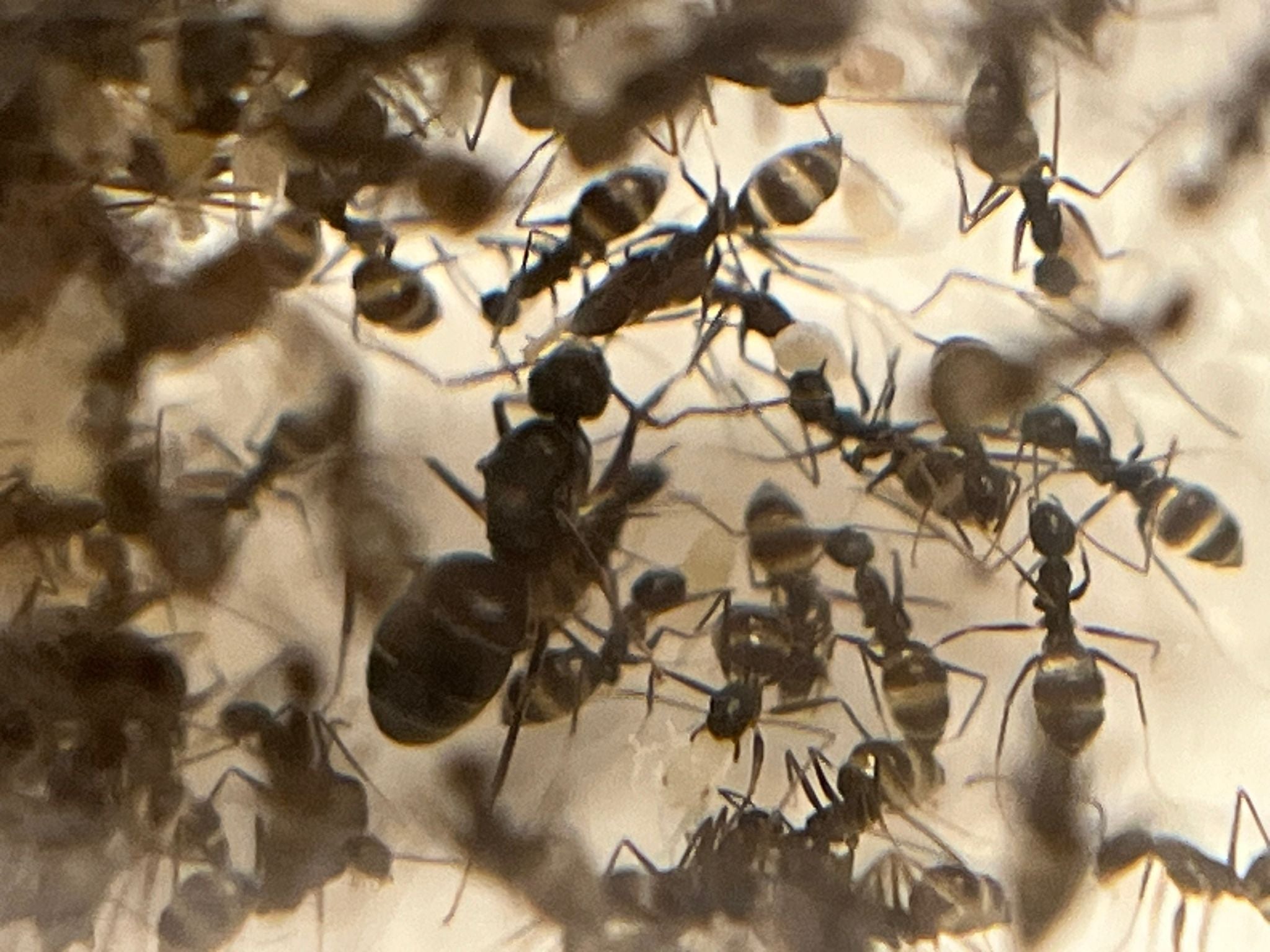 Paratrechina longicornis