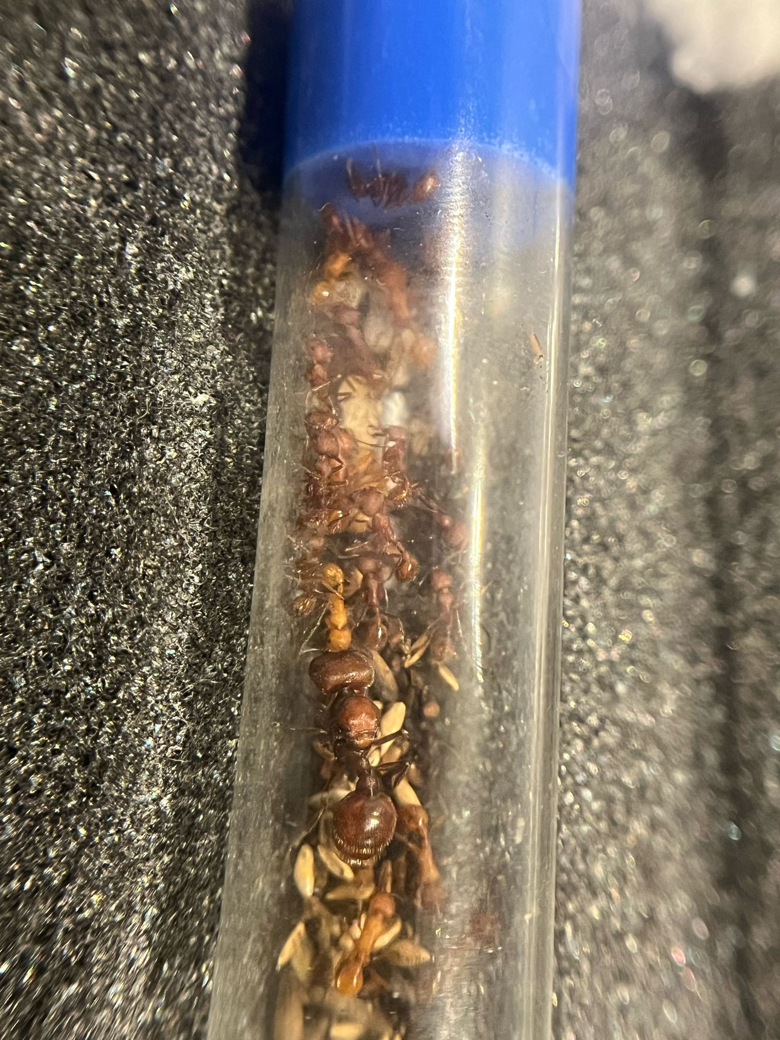 Pogonomyrmex badius