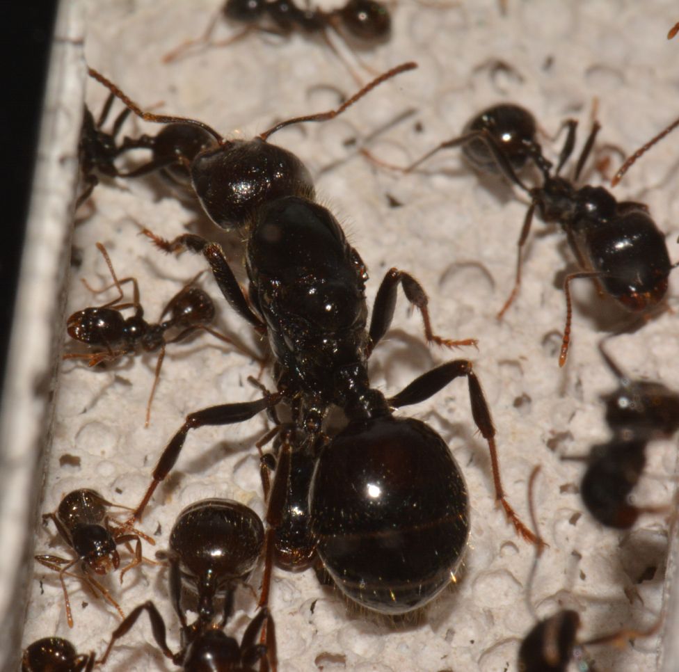 Messor barbarus